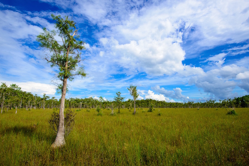 8 amazing facts about the Everglades – Orlando Sentinel