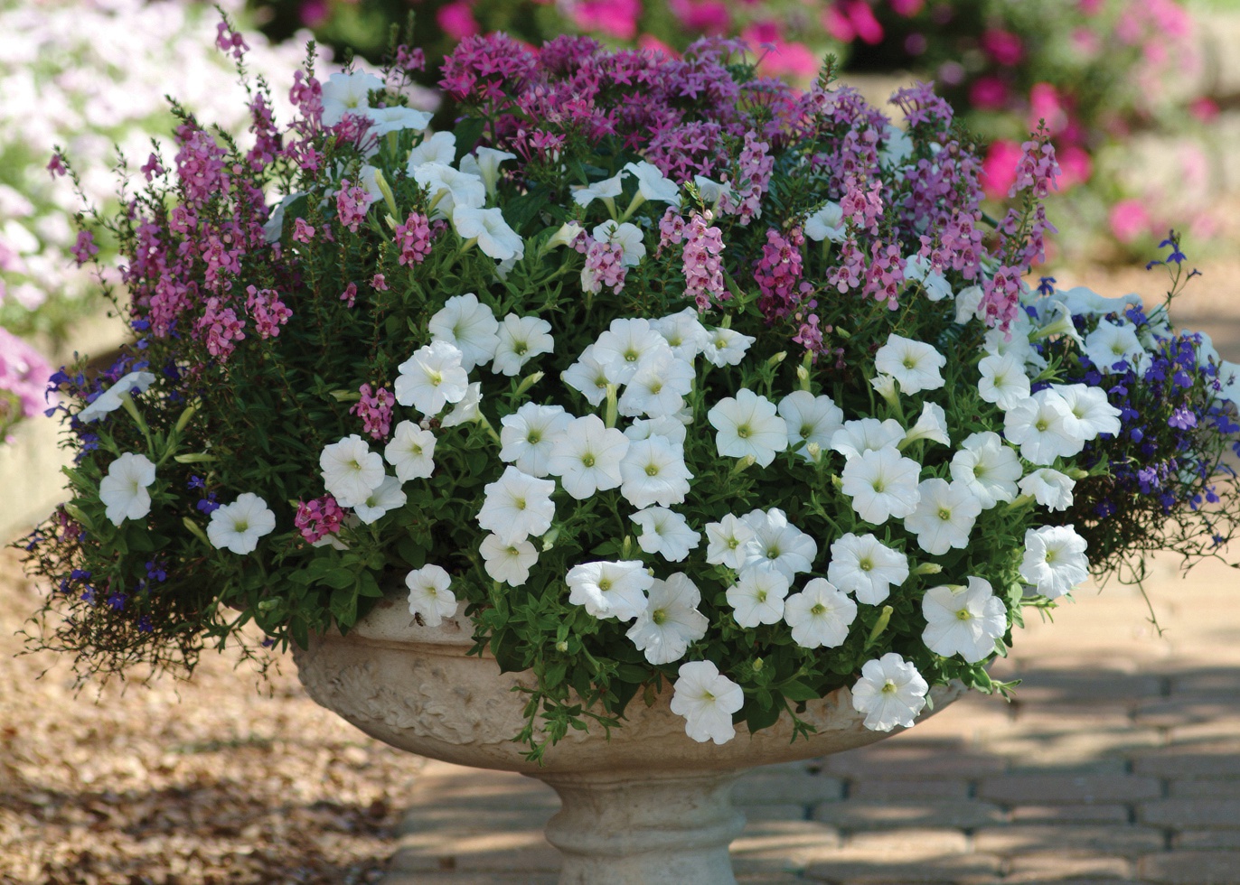 6 Petunia Ideas to Get You Ready For Spring