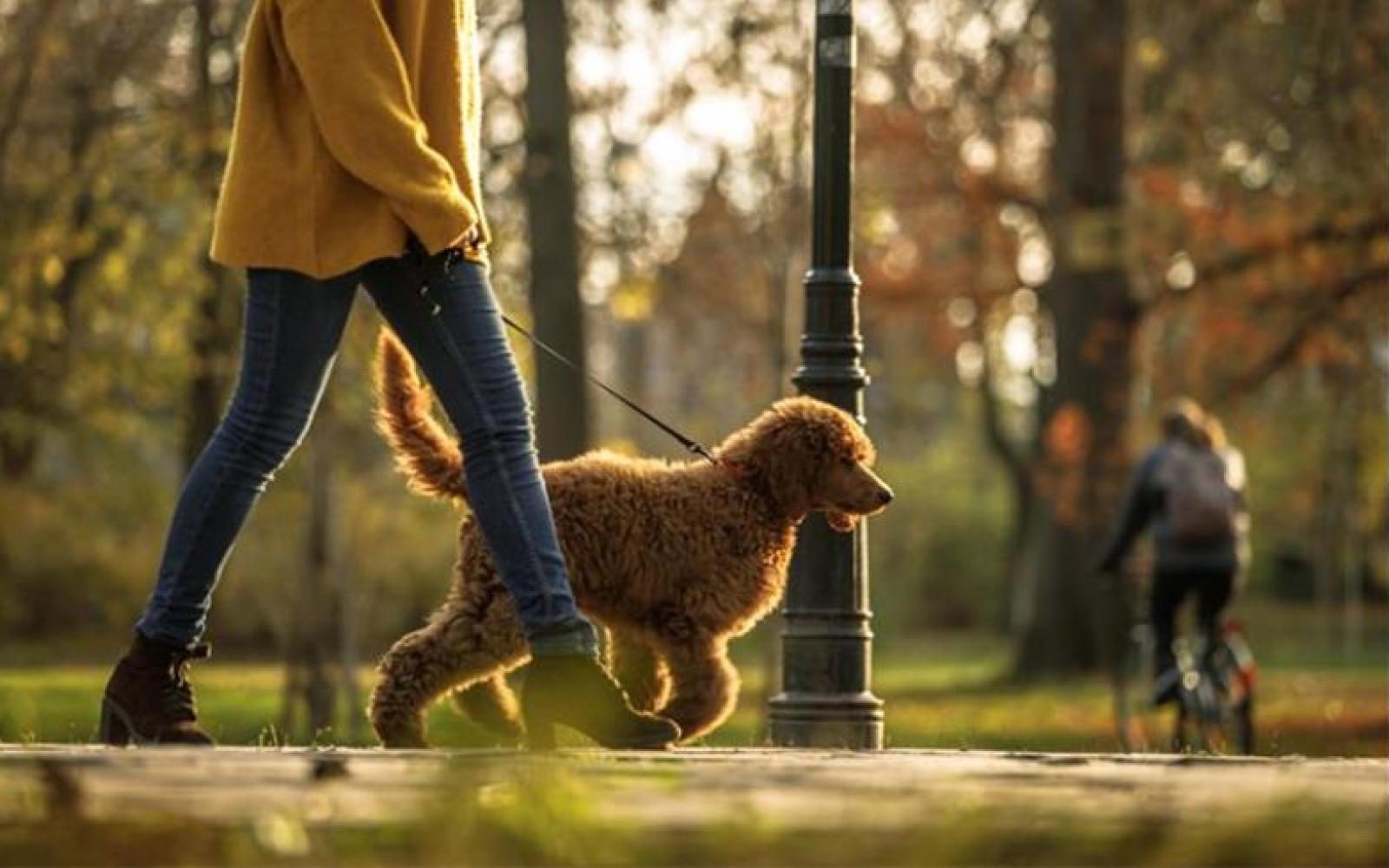 How Mars is creating more pet-friendly cities